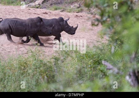 BLACK RHINO RUNNING Stock Photo - Alamy
