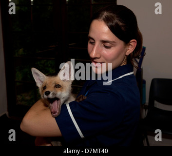 Leucistic Fox Cub Stock Photo - Alamy