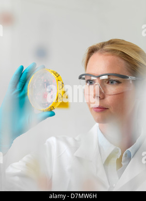 Female scientist examining micro organisms in petri dish Stock Photo ...