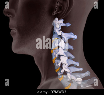 Side view of the bones of the head and neck showing the brain within ...