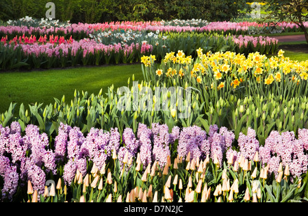 Garden with tulips, hyacinths and daffodils in spring Stock Photo - Alamy