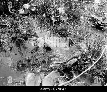 A photograph from the 1925 zoology expedition to Lake Miccosukee in ...