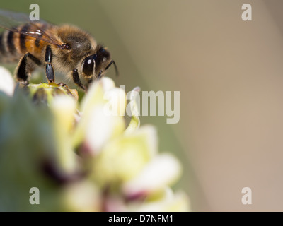 A honeybee gathers pollen from a green antelope horn wild flower Stock ...