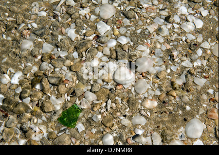 Beach with larger numbers of small sea shells, Abu Dhabi, United Arab ...