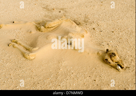 A dry long dead camel calf carcass half buried by sand in the desert ...