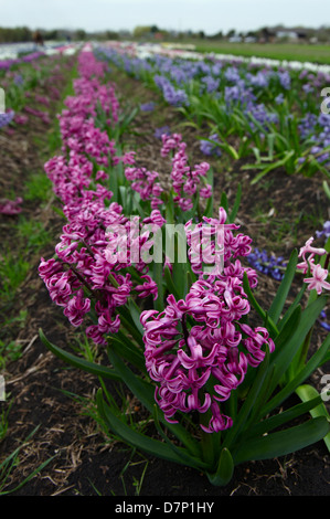 Hyacinth field close up. The commercial cultivation of hyacinths in the ...
