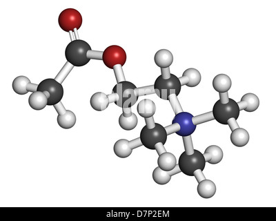 Acetylcholine (ACh) neurotransmitter, molecular model. Atoms are ...