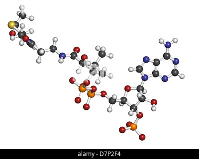 Acetyl-coenzyme A (Acetyl-coA) biochemical, molecular model. Atoms are ...