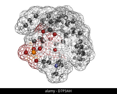 Phosphatidylcholine (PC) cell membrane building block molecule. Major ...