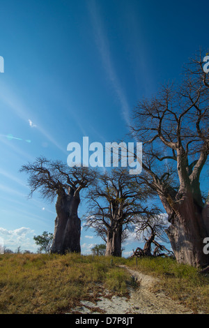 African Baobob Trees (Adansonia digitata), Kruger National Park ...