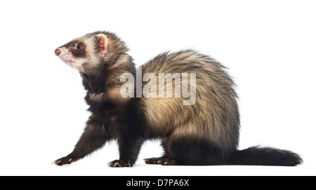 Side view of a Ferret, Mustela putorius furo, 7 months old, walking ...