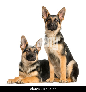 young German Shepherd Stock Photo - Alamy