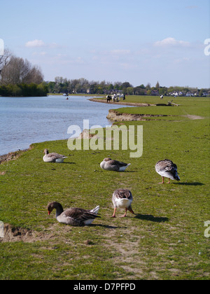 Port Meadow in Wolvercote, near Oxford which has been flooded by the ...