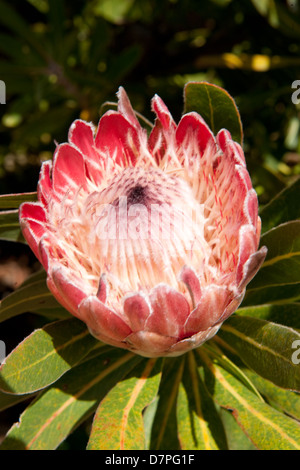 Protea Flower @ Kirstenbosch National Botanical Garden, Cape Town ...