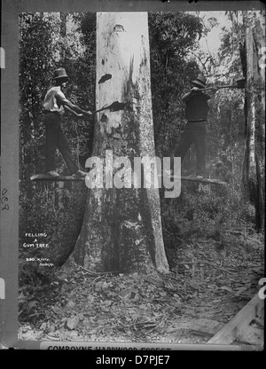 This photograph captures the action of felling a gumtree, an iconic ...