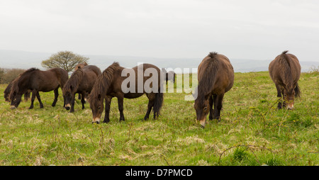 Exmoor Ponies the Quantock Hills Somerset panoramic view England UK ...