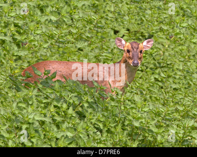 Reeve's muntjac deer in nettles Stock Photo - Alamy