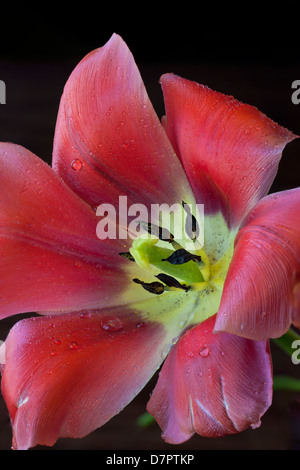 Water drops on a tulip Stock Photo - Alamy