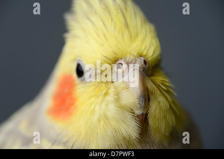 Close up of female Pearl Cockatiel face with crest up showing ...