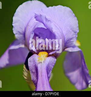 Iris (Iris croatica Stock Photo - Alamy