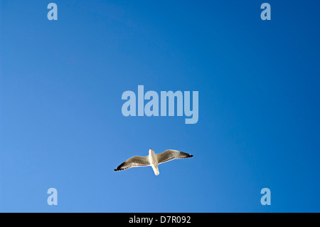 seagull soaring overhead Stock Photo - Alamy