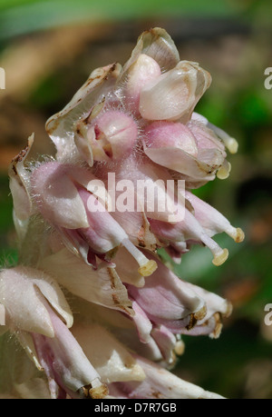 Toothwort, Lathraea squamaria parasitic plant - parasite, parasitic on ...