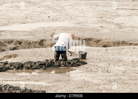 A man digging for bait at low tide in the Camel Estuary near Padstow ...