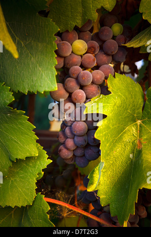 USA, Oregon, Keizer, Pinot Gris leaf Stock Photo - Alamy