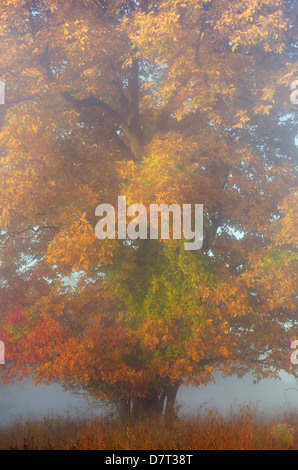 Fall foliage in Valley Forge National Historical Park displays vibrant ...