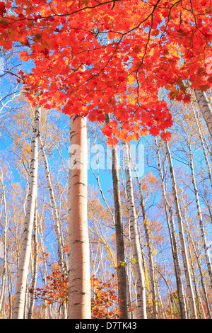 Beautiful Red Maple, White Birch, and Golden Maple trees in their Fall ...