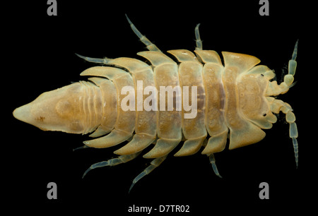 Benthic isopod crustacean, Saduria entomon Stock Photo - Alamy