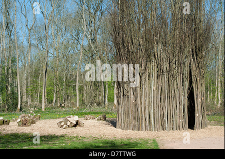 Westonbirt Arboretum 2000 year old coppiced small leaved lime tree and ...