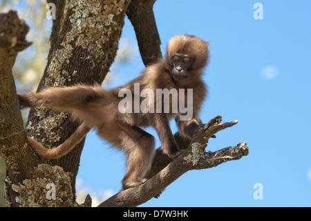 Baby Gelada baboon (Theropithecus Gelada), North Ethiopia Stock Photo ...