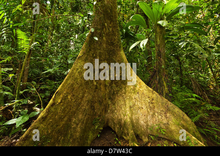 Jungle at Arenal Hanging Bridges where rainforest canopy is accessible ...