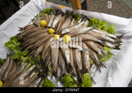 Traditional Dutch haring on a plate Stock Photo - Alamy