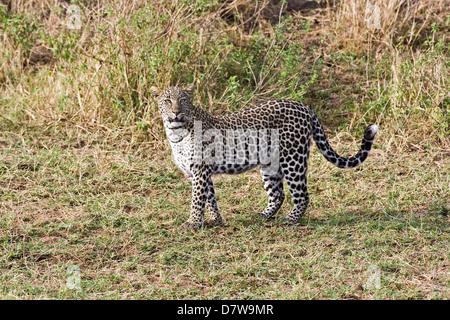 Hunting leopard in wild nature. Predators wildlife Stock Photo - Alamy