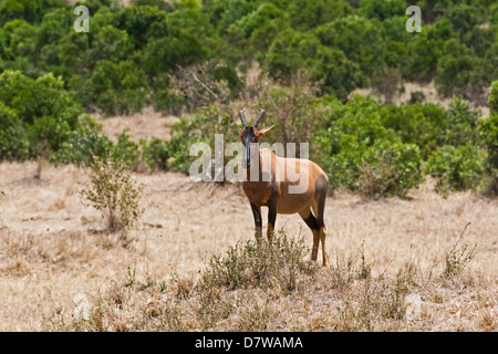 One adult Tsessebe, or Common Tsessebe, antelope, Damaliscus lunatus ...