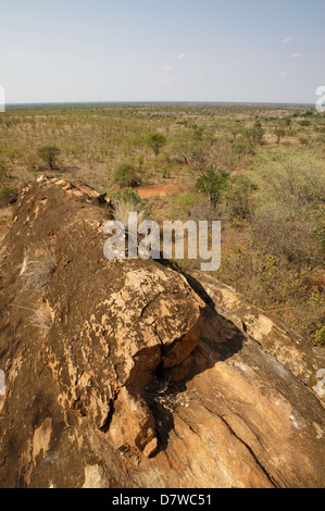 Kenya, Meru national park, landscape and doum palms (Hyphaene thebaica ...