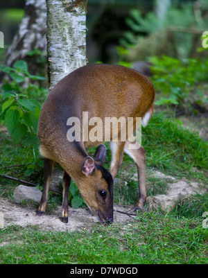 Reeve's muntjac deer i Stock Photo - Alamy