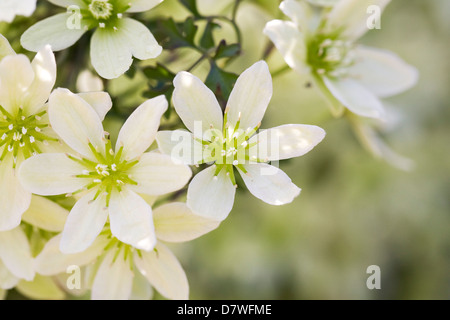 Clematis 'Pixie'. Evergreen spring flowering clematis Stock Photo - Alamy