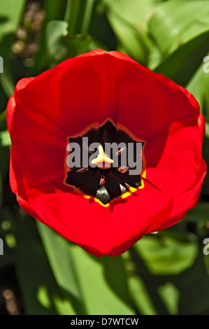 Tulip top view closeup Stock Photo - Alamy