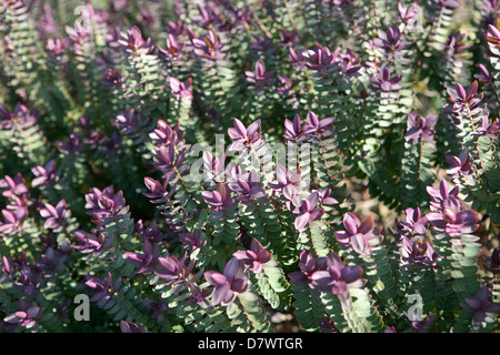 Hebe 'Red Edge' - in morning sunlight - full frame Stock Photo - Alamy