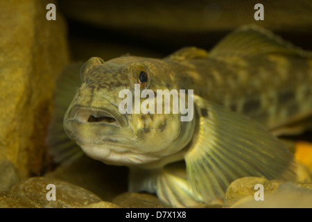 Slimy sculpin, (Cottus cognatus) freshwater fish native to North ...