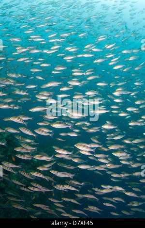 Chicken grunt, Parapristipoma trilineatum Stock Photo - Alamy