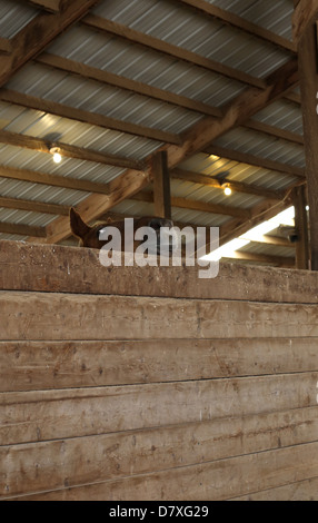 Horse in stall Stock Photo - Alamy