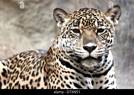 Leopard was watching something very interesting Stock Photo - Alamy