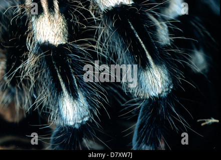 Legs of Brazilian Giant Whiteknee Tarantula (Acanthoscurria geniculata ...