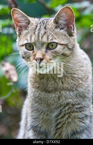 Wilde Katzen / Wild cats *** Wild cats Wild cats Stock Photo - Alamy