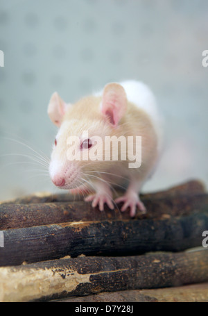Pet rat, UK Stock Photo - Alamy