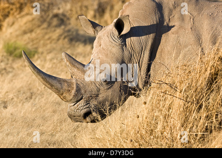 White Square-lipped Rhino Stock Photo - Alamy